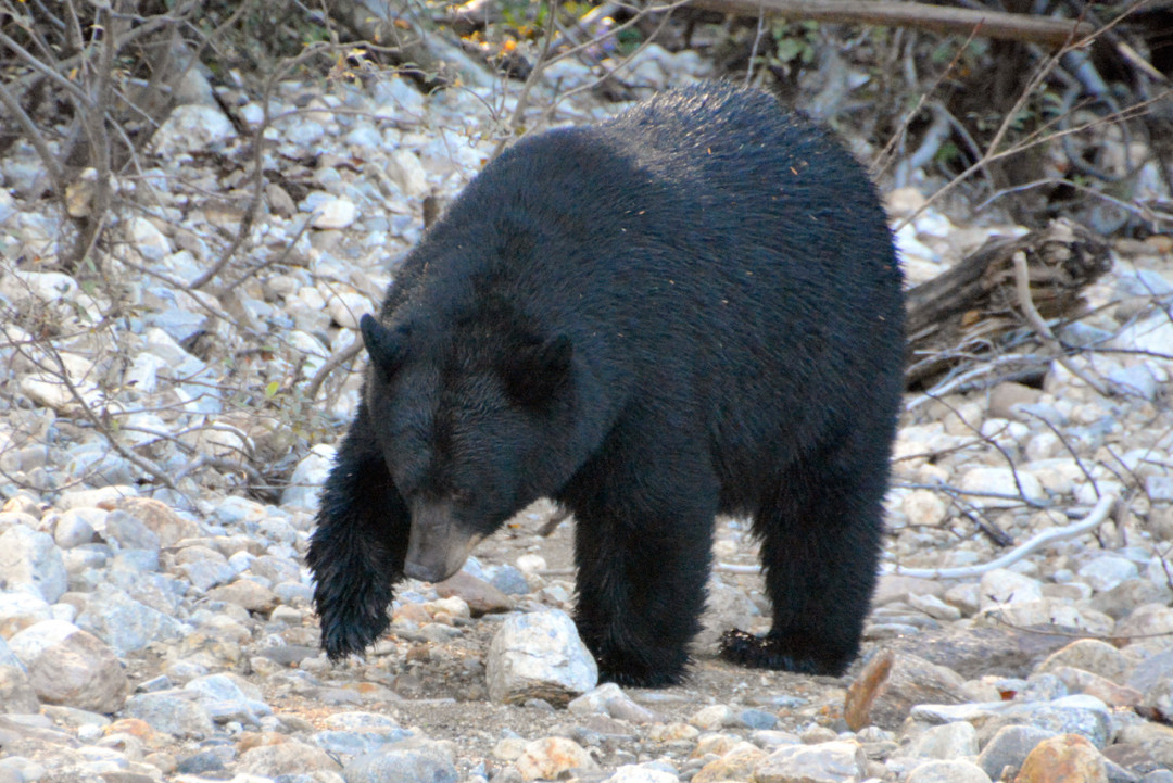 Dutch Wolf Tours | Kleinschalige groepsreizen door West-Canada