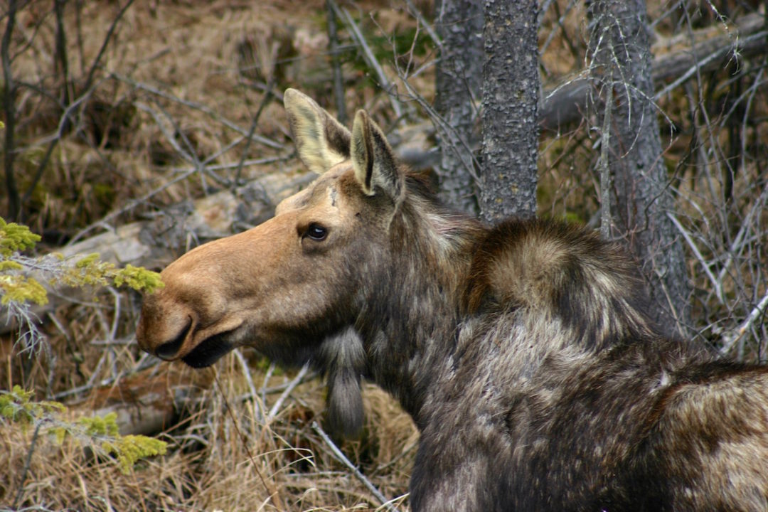 Dutch Wolf Tours | Kleinschalige groepsreizen door West-Canada